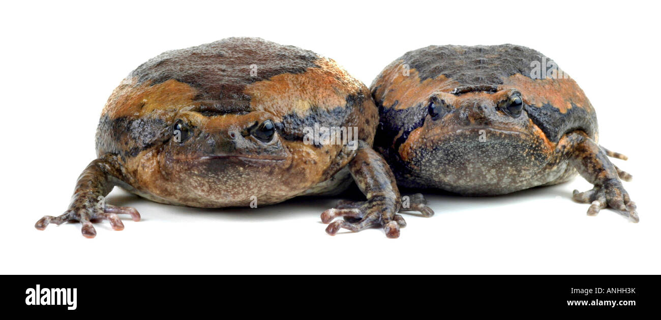 chubby frog Asian painted frog Kaloula pulchra couple Stock Photo - Alamy