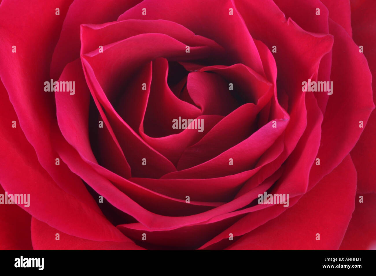 Rose rosa spec hi-res stock photography and images - Alamy