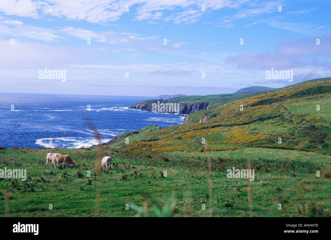 Coastal scenery cliffs Dursey Head Beara peninsula County Cork Ireland ...