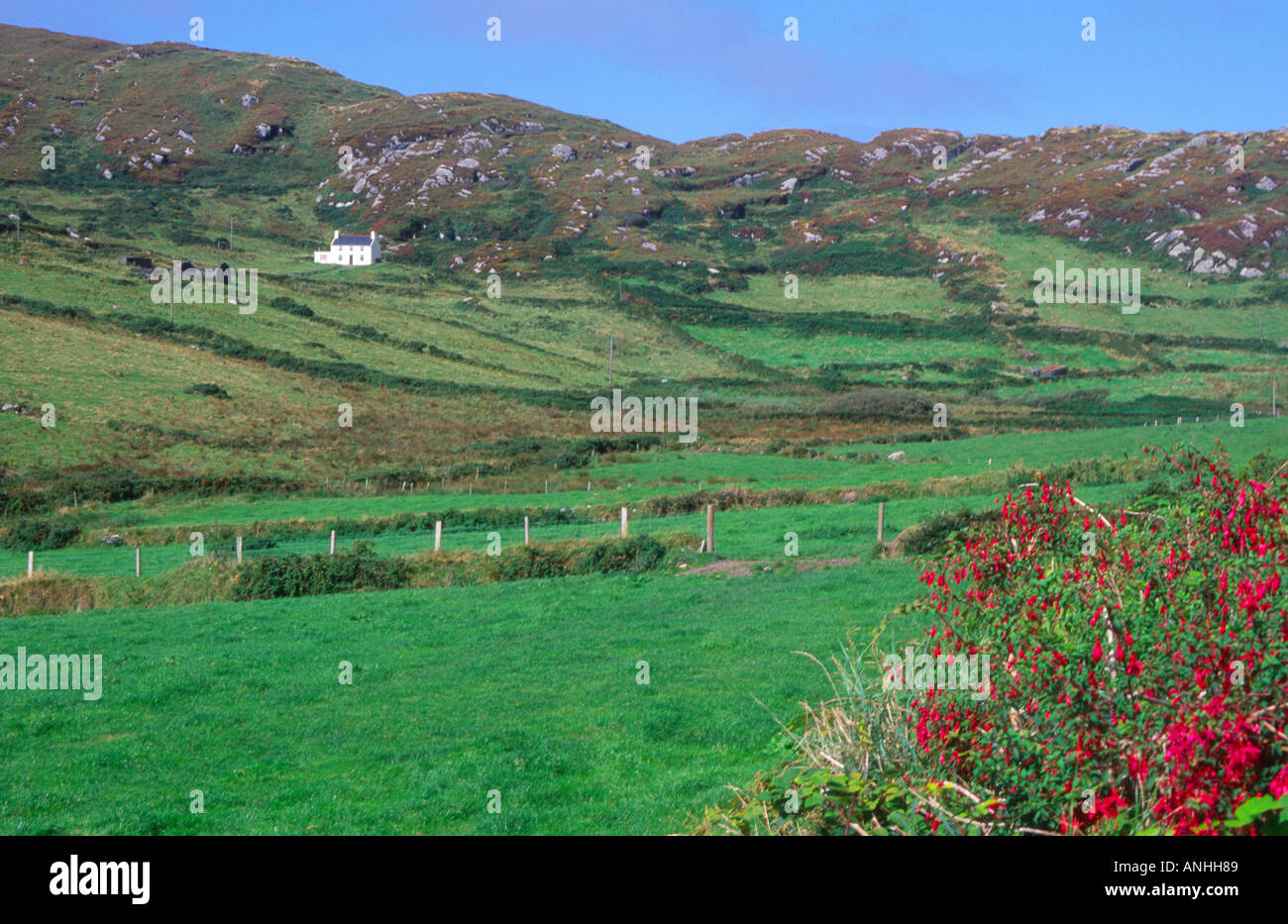 White isolated cottage Dursey Head Beara peninsula County Cork Ireland ...