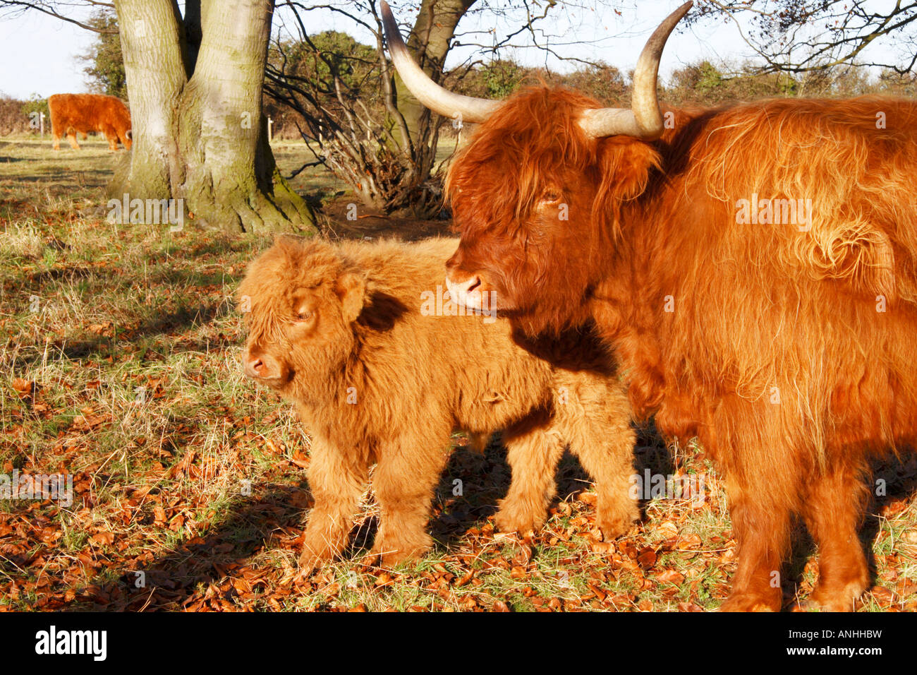 Mother and baby, Highland Cattle Stock Photo - Alamy