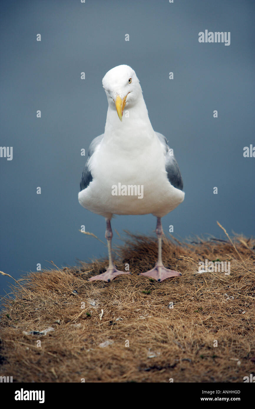 Silver gull flying hi-res stock photography and images - Alamy