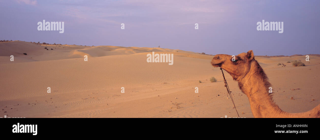 camels head, Thar desert, India Stock Photo - Alamy
