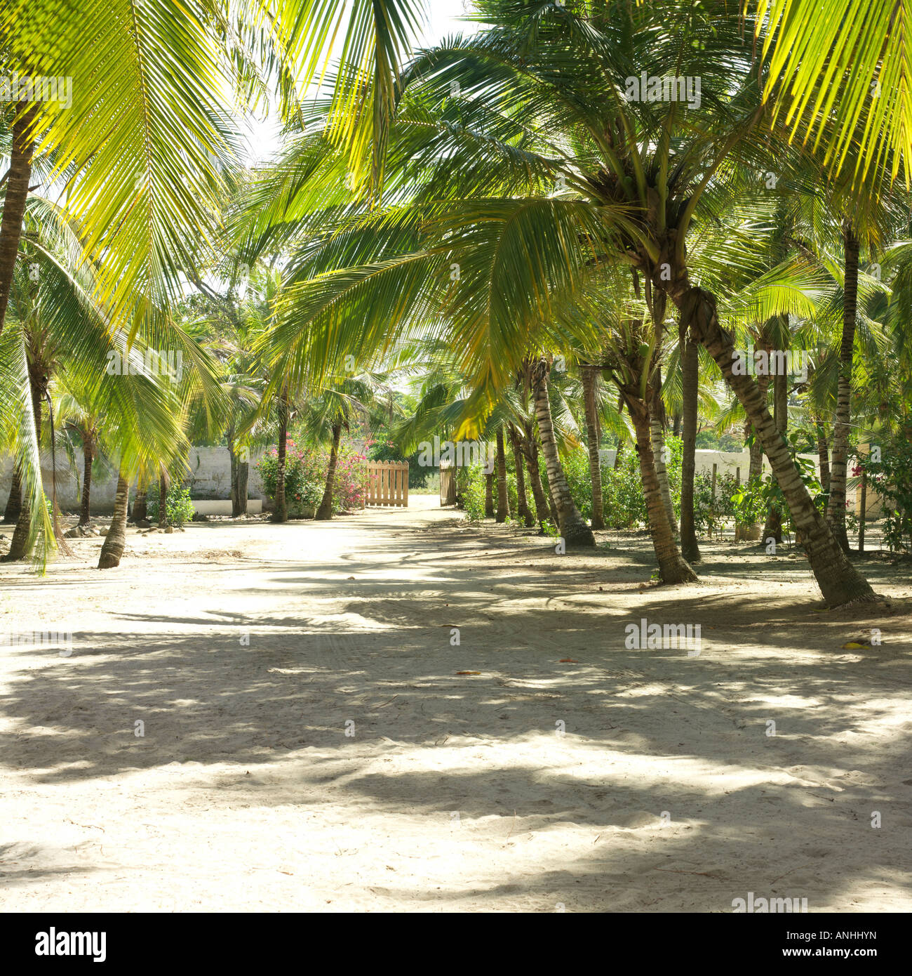 Tolu High Resolution Stock Photography and Images - Alamy