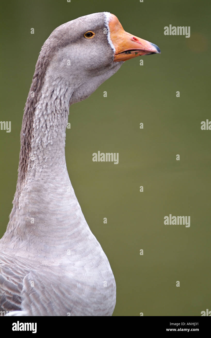 African Steinbacher Goose Stock Photo - Alamy
