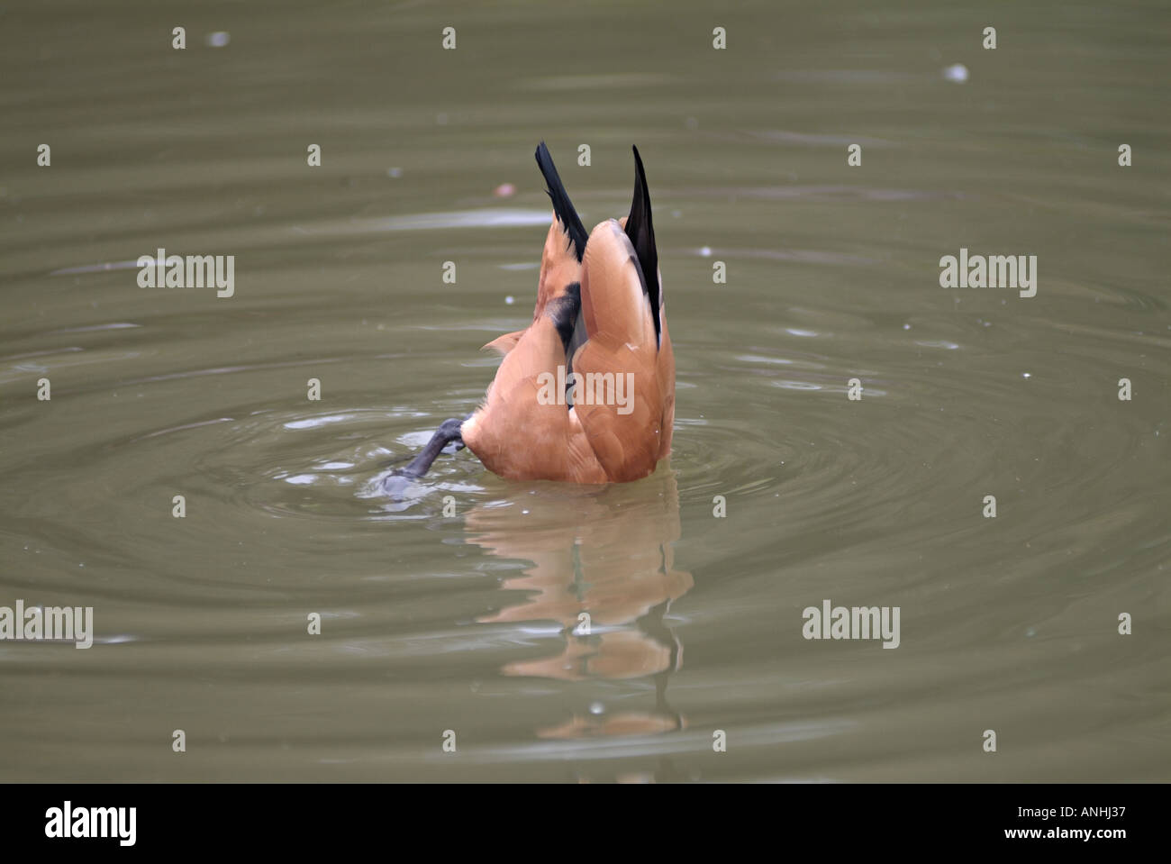 Upside down duck hi-res stock photography and images - Alamy