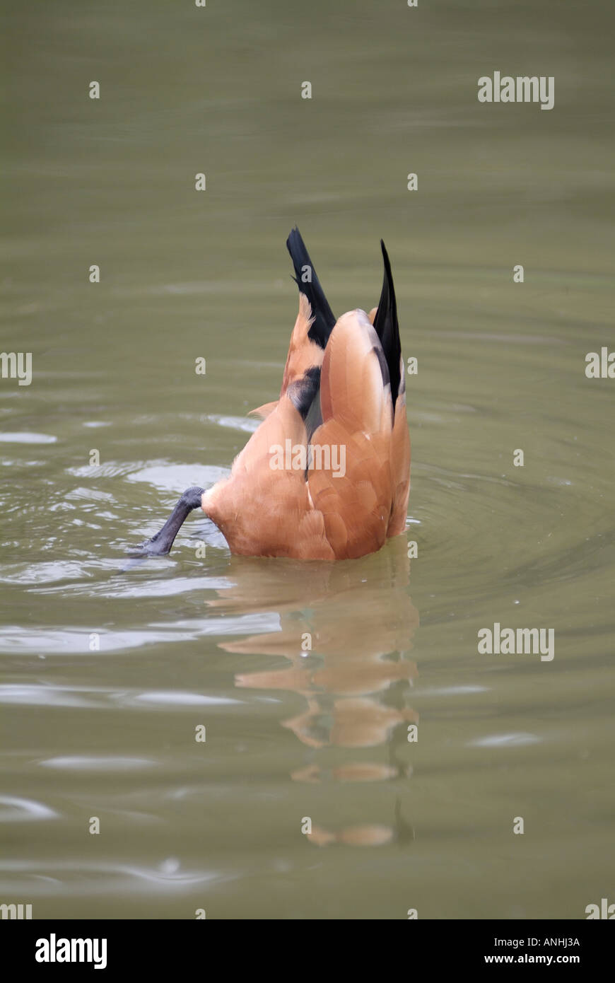 Upside down duck hi-res stock photography and images - Alamy