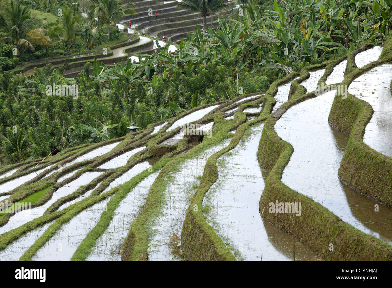 rice fields in Bali Stock Photo - Alamy