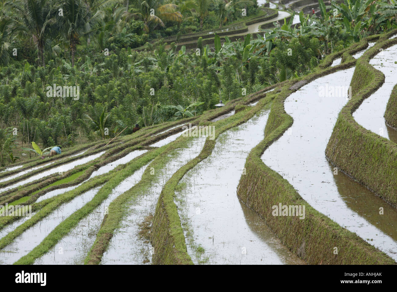 rice fields in Bali Stock Photo - Alamy