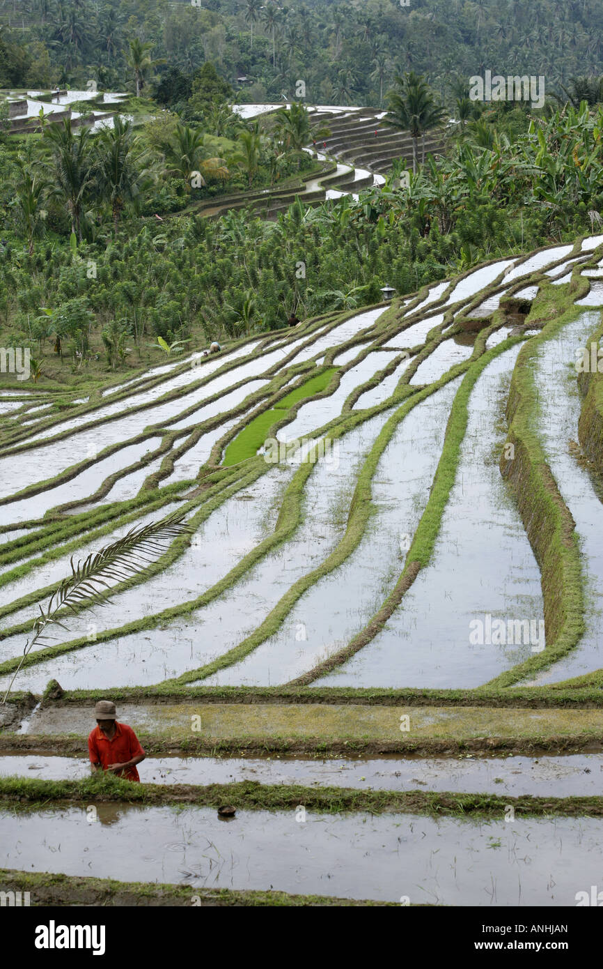 rice fields in Bali Stock Photo - Alamy