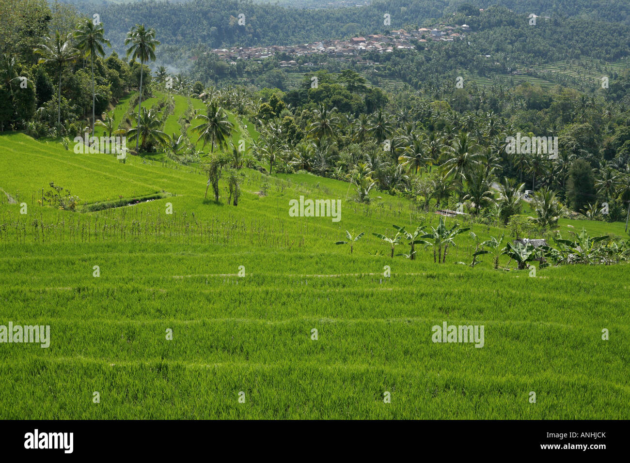 rice fields in Bali Stock Photo - Alamy