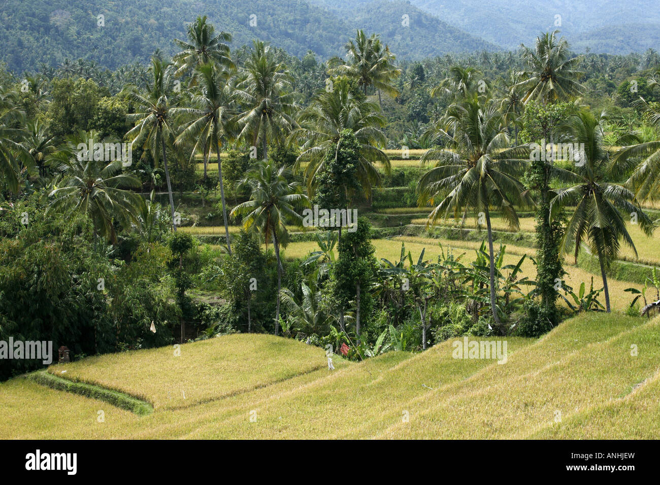 Rice fields, Bali Stock Photo - Alamy