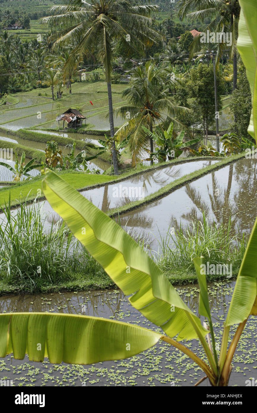 Rice fields, Bali Stock Photo - Alamy