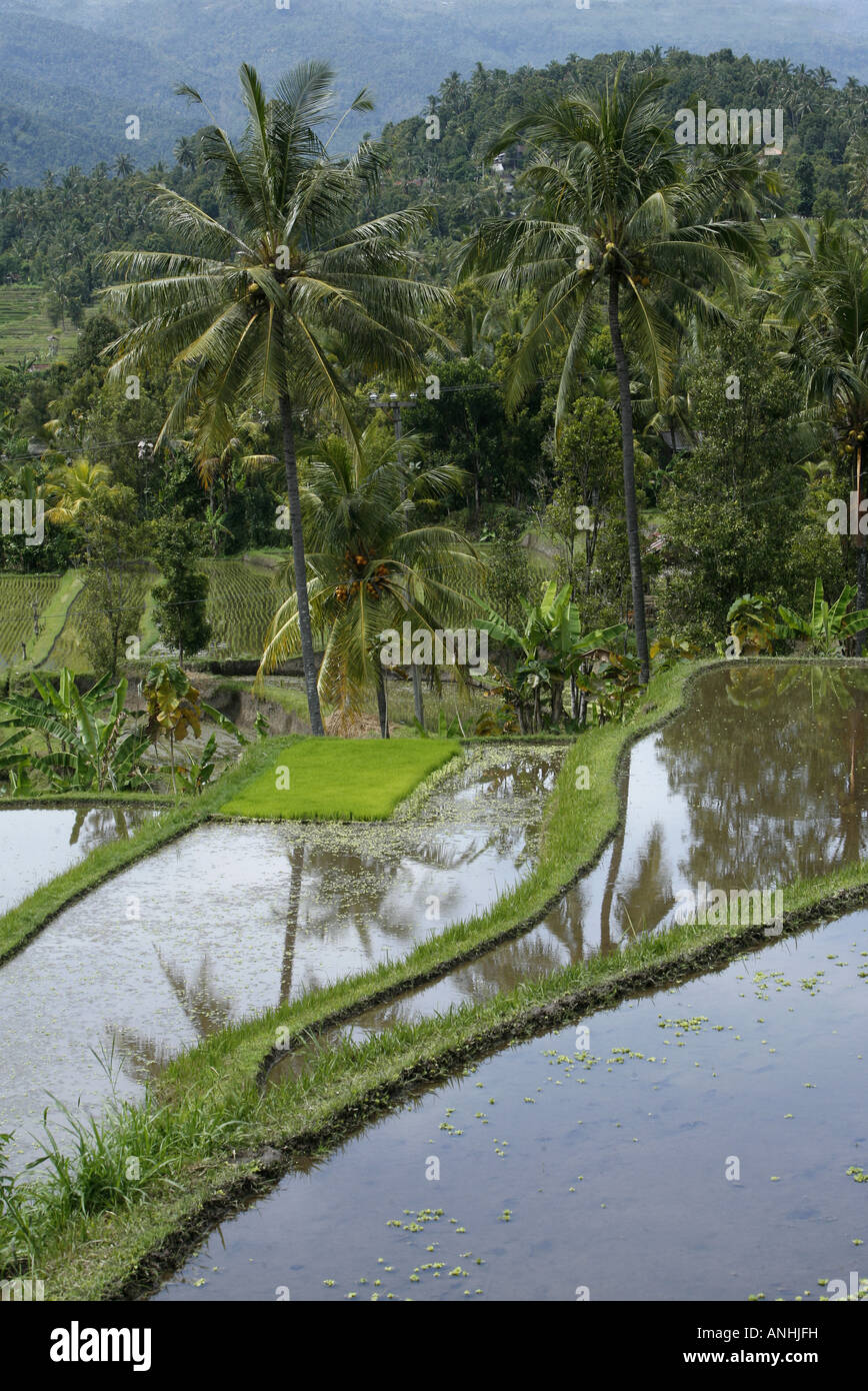 Rice fields, Bali Stock Photo - Alamy
