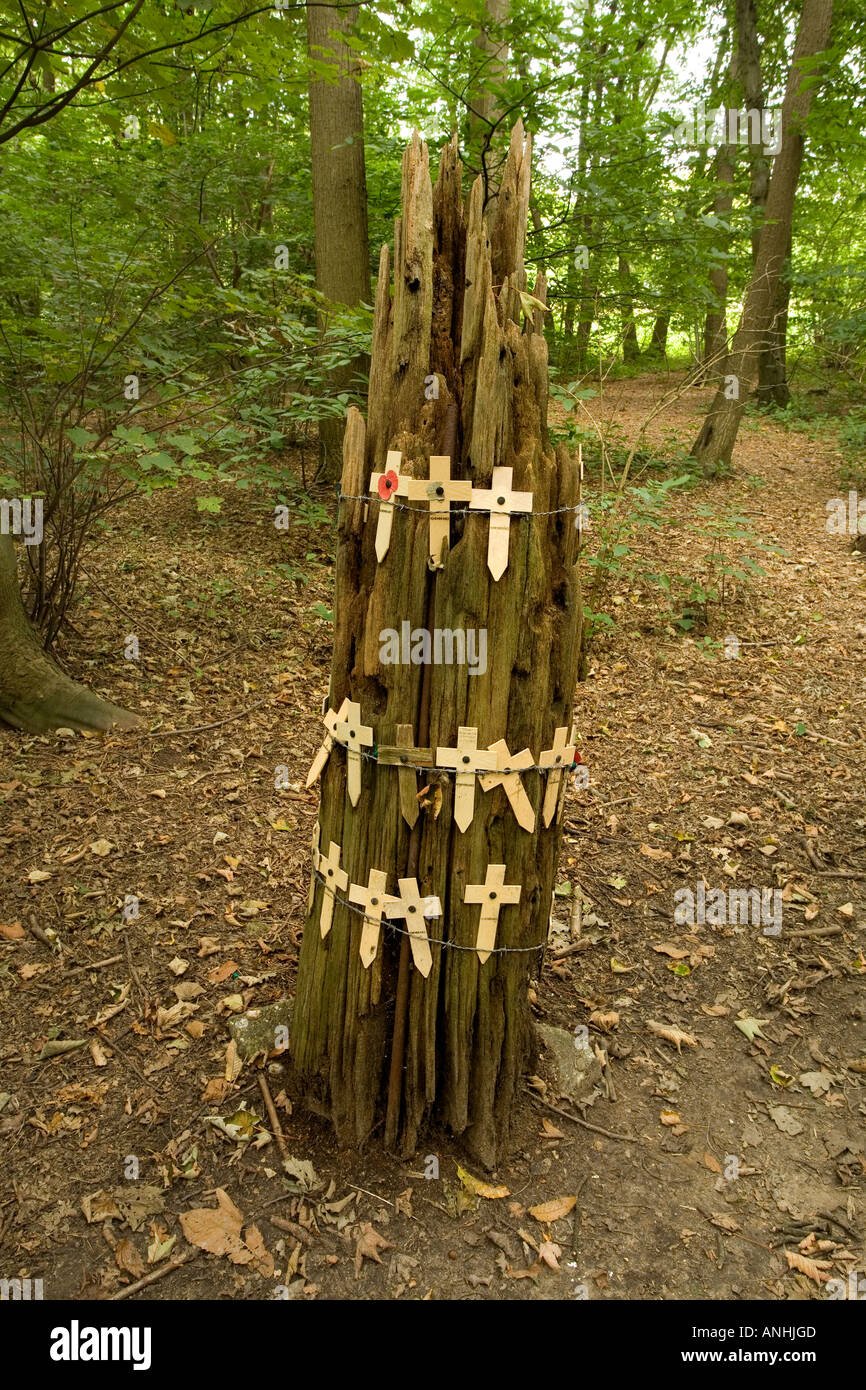 Old tree pockmarked with shell and bullete scars and preserved WW1 ...