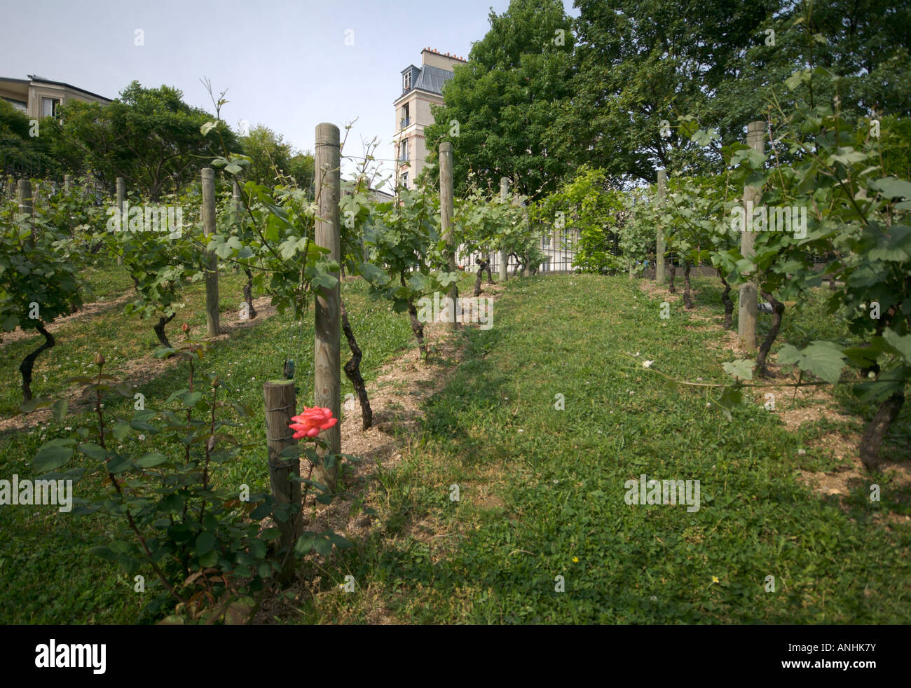 Tiny vineyard at montmartre Stock Photo - Alamy