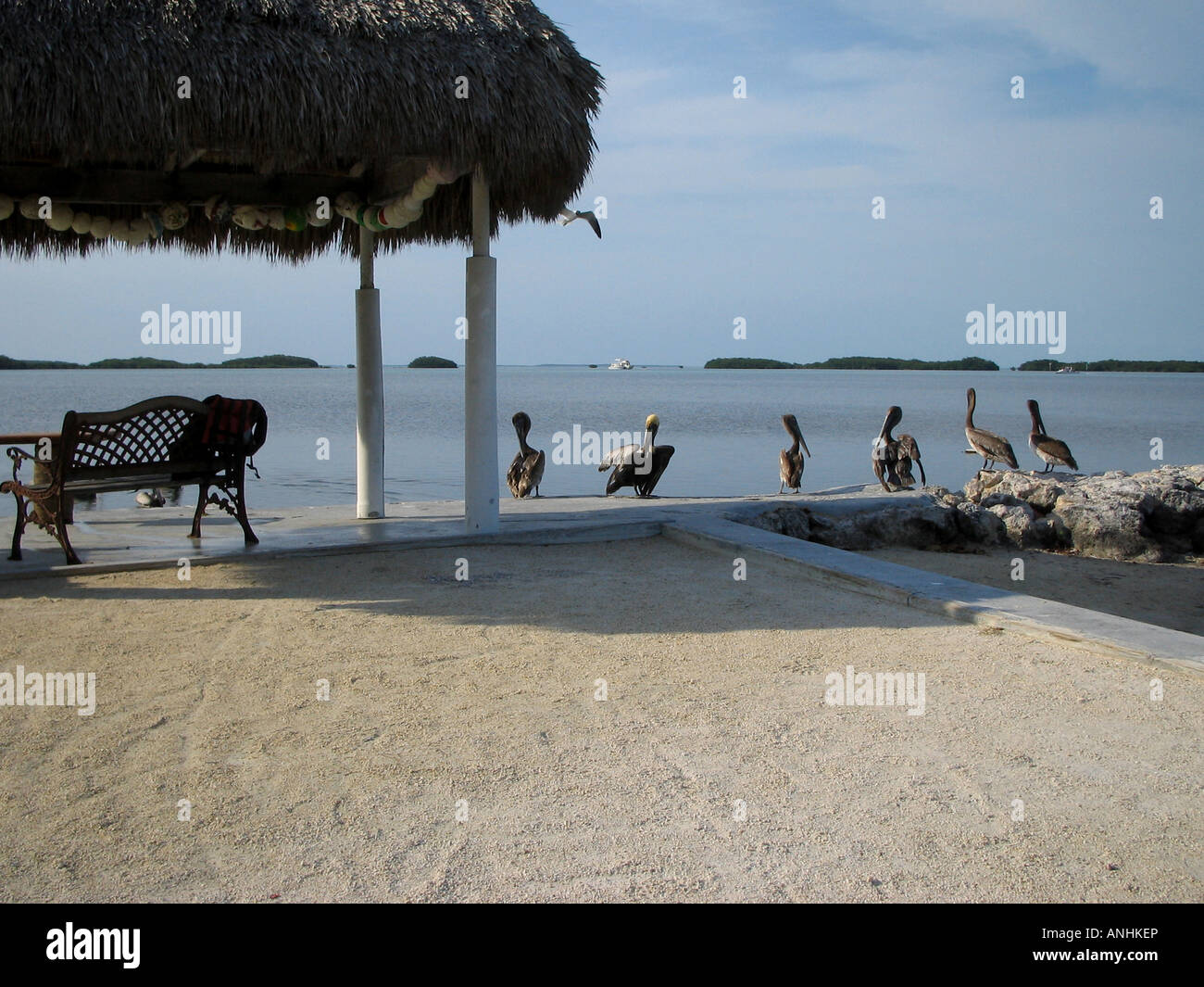 Seven pelican hi-res stock photography and images - Alamy