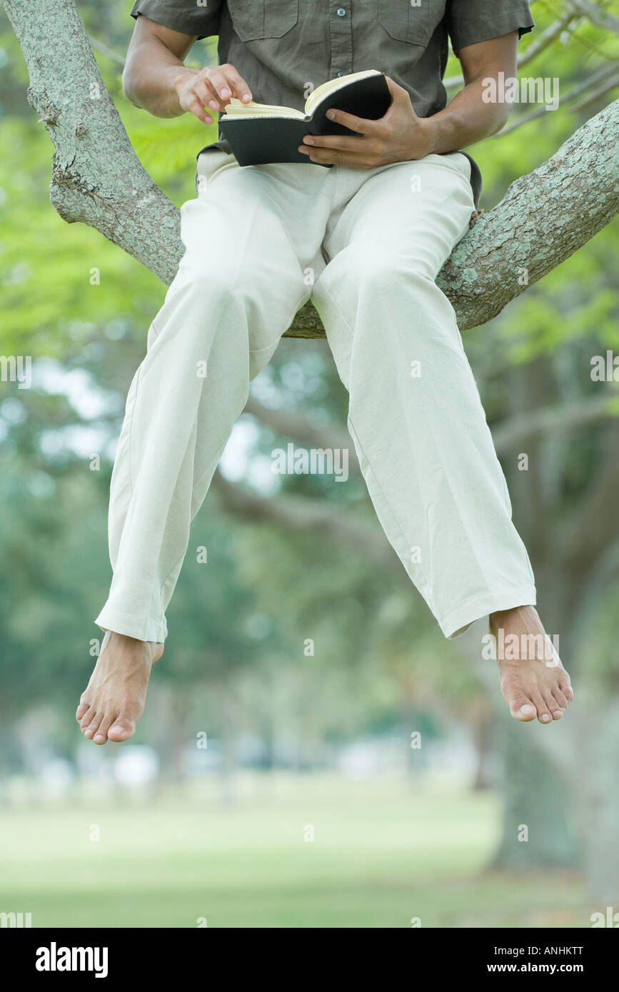 Man sitting in tree reading book with legs dangling, cropped view Stock ...