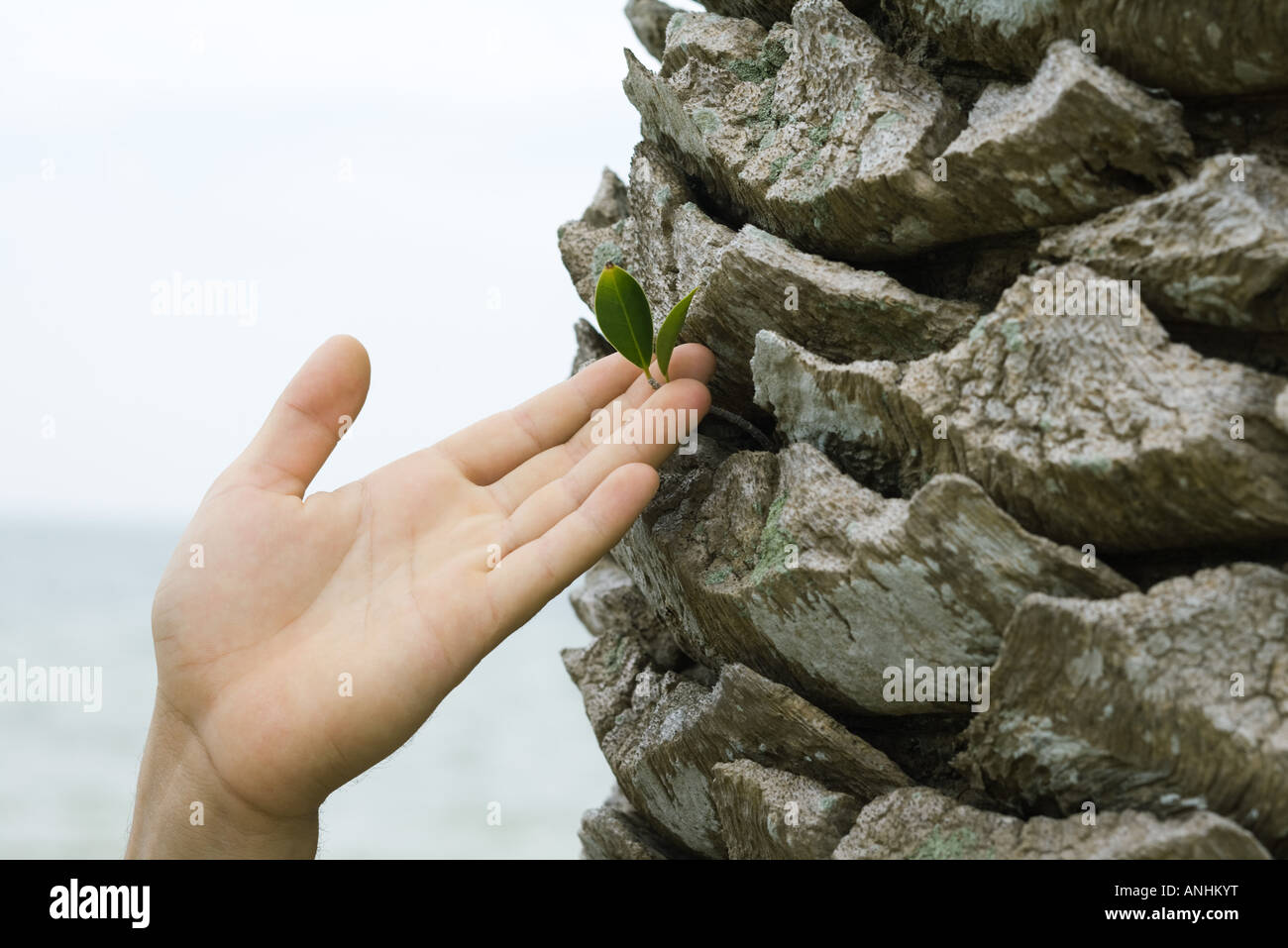 Palmtree trunks hi-res stock photography and images - Alamy