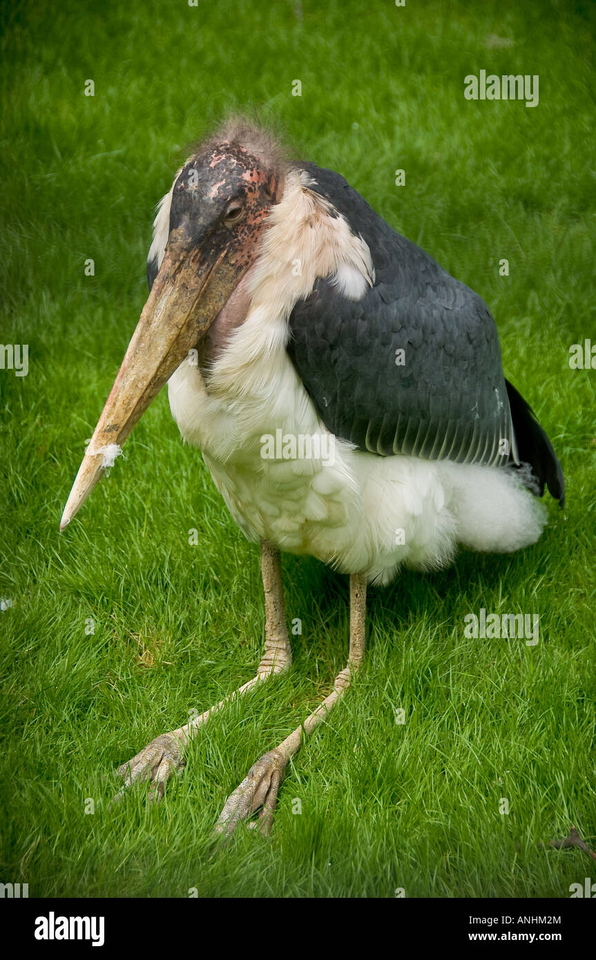 Marabou Stork (Leptoptilos crumeniferus) sitting on grass at Lotherton ...