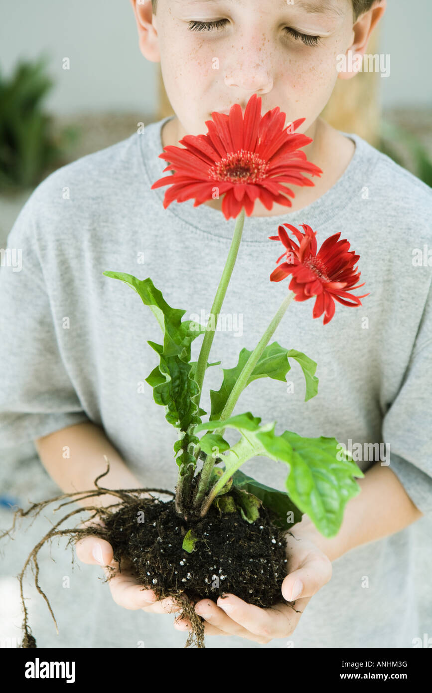 Boy smelling uprooted flowers held in cupped hands, eyes closed Stock ...