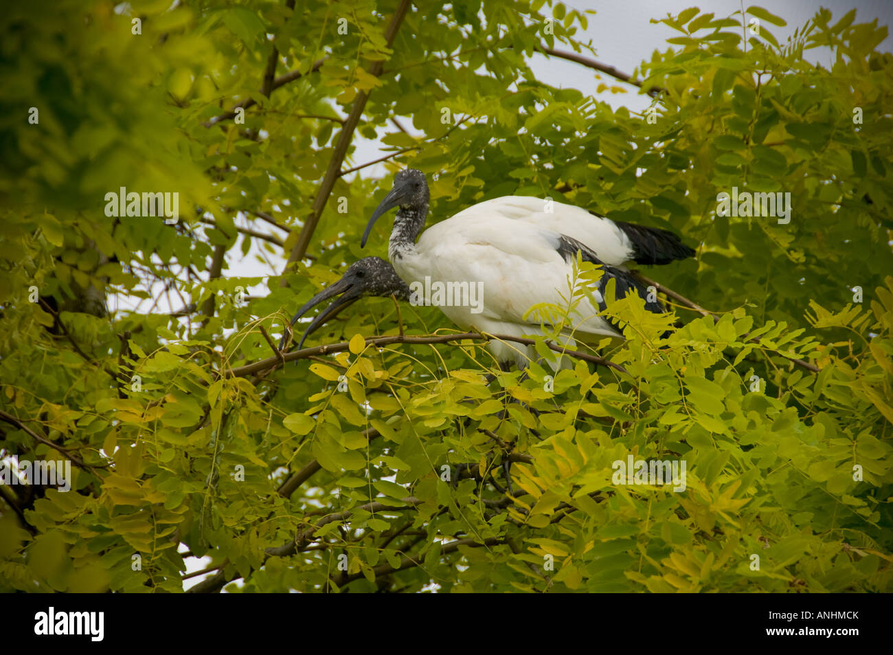 Pair of African sacred ibis (Threskiornis aethiopica) birds in tree ...