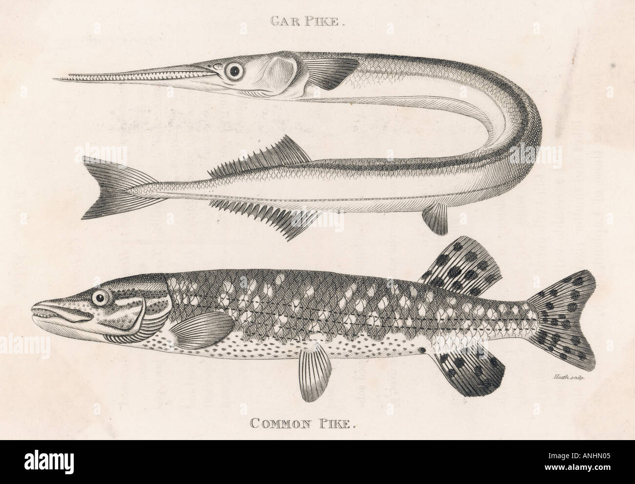 Gar pike hi-res stock photography and images - Alamy