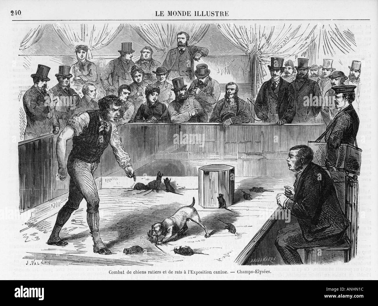 Ratting dog hi-res stock photography and images - Alamy