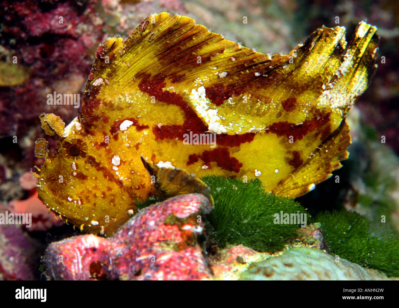 Leaf Scorpionfish, (Taenianotus triacanthus) Great Barrier Reef ...