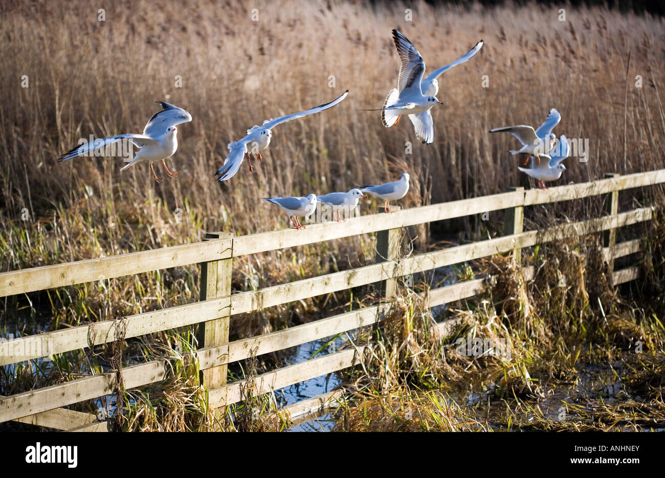 Seabirds in flight Stock Photo - Alamy