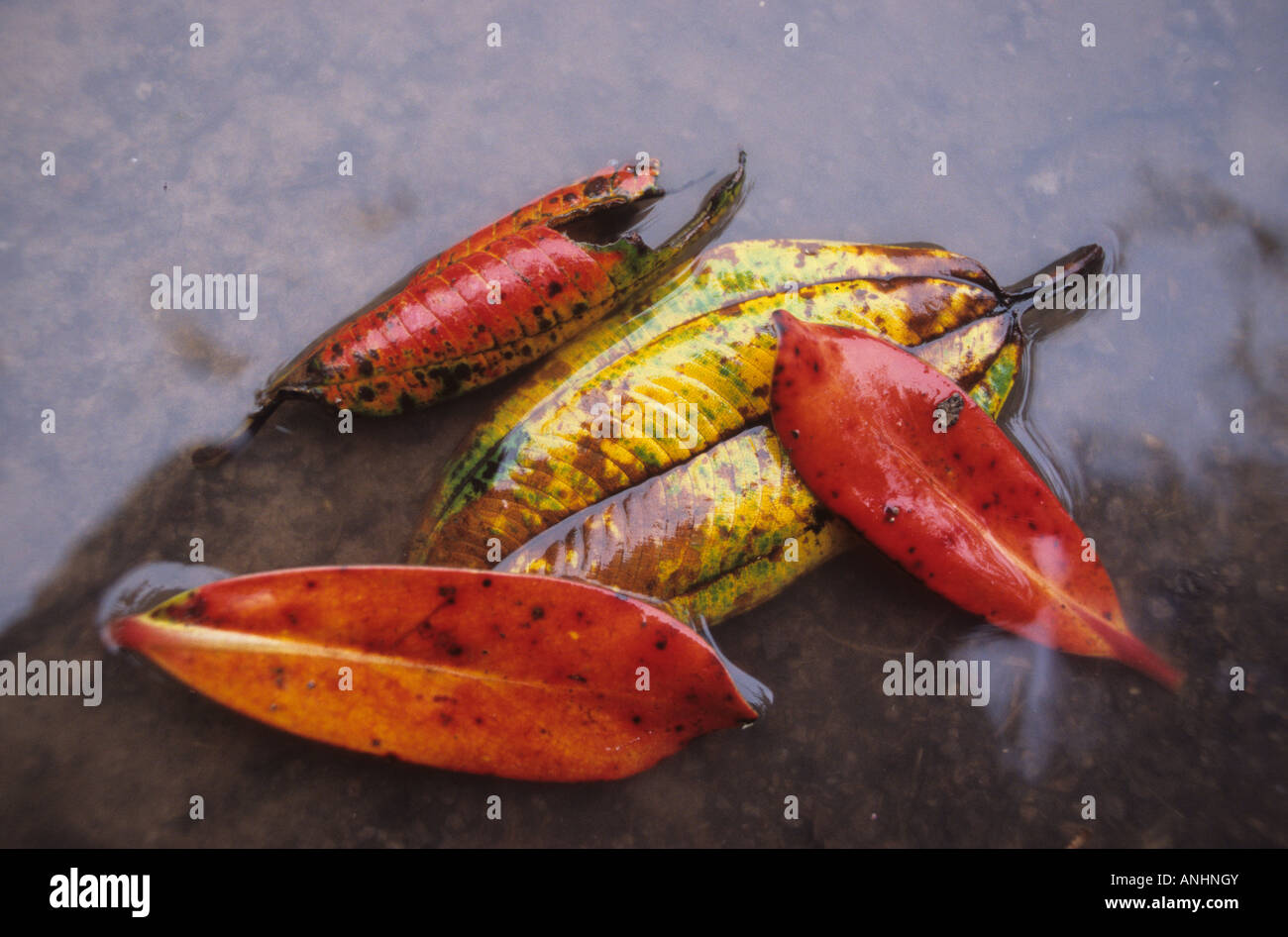 Leaves in Monteverde cloud forest, Costa Rica Stock Photo - Alamy