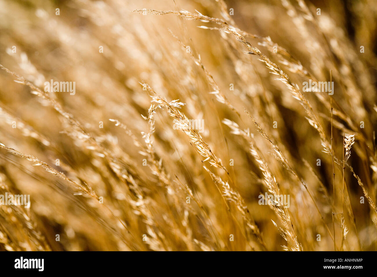 Gentle breeze hi-res stock photography and images - Alamy