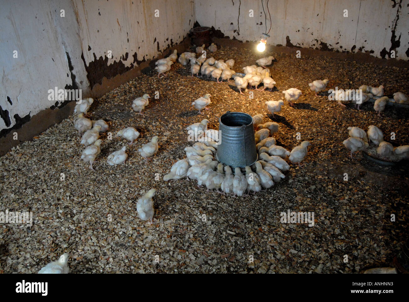 Chicken Farm Africa Stock Photos & Chicken Farm Africa Stock Images - Alamy