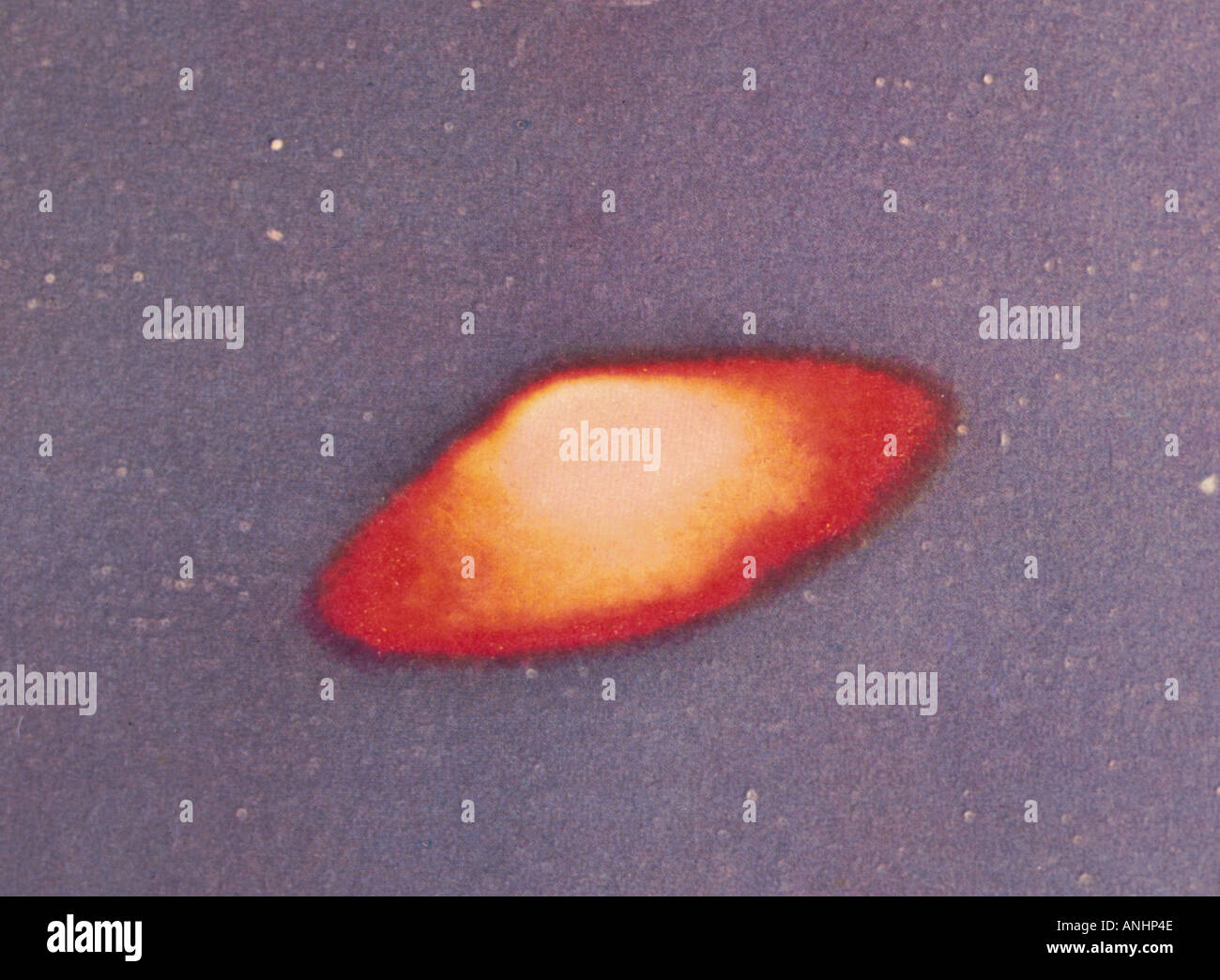 Strauch hi-res stock photography and images - Alamy