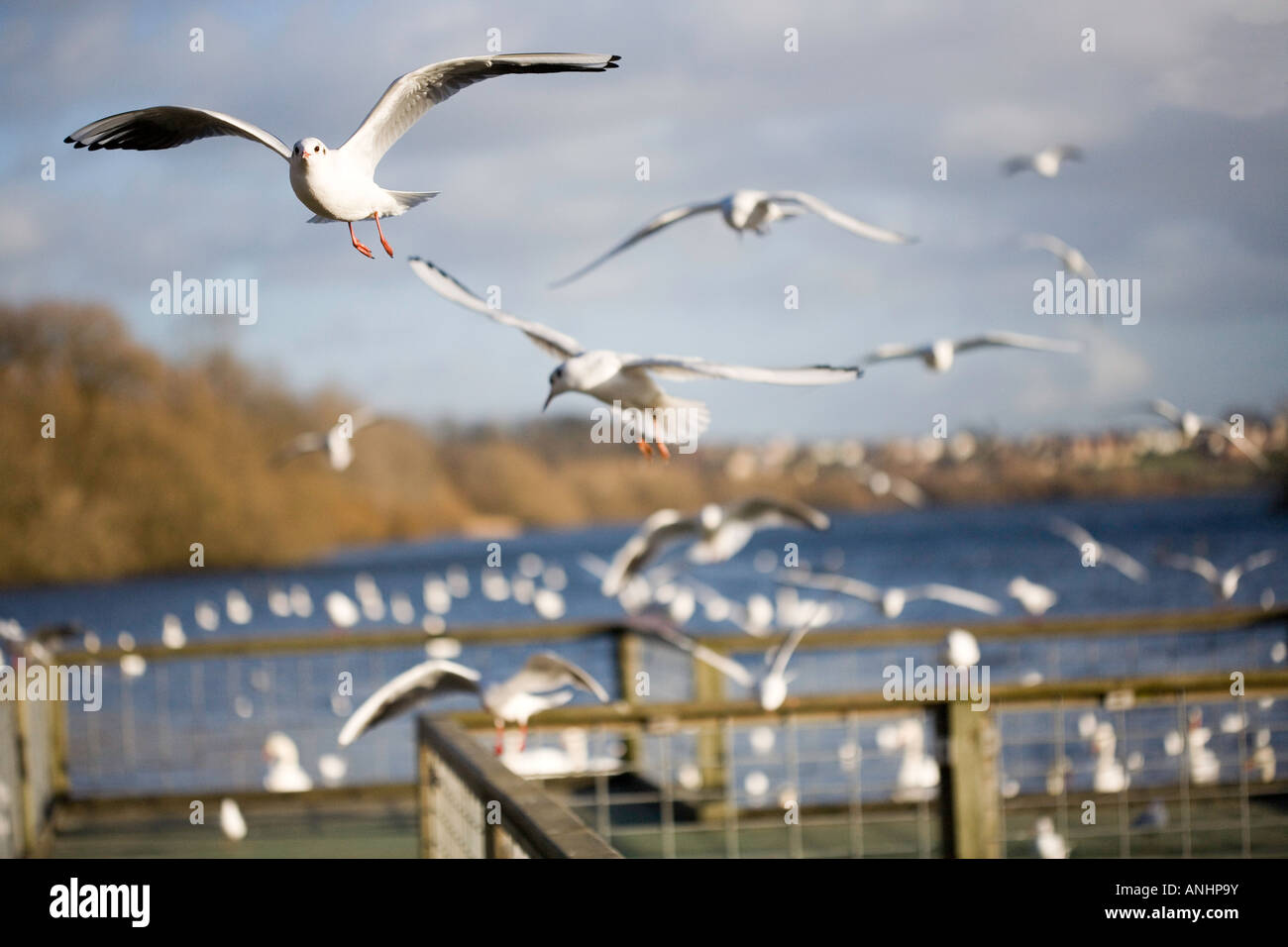 Seabirds in flight Stock Photo - Alamy