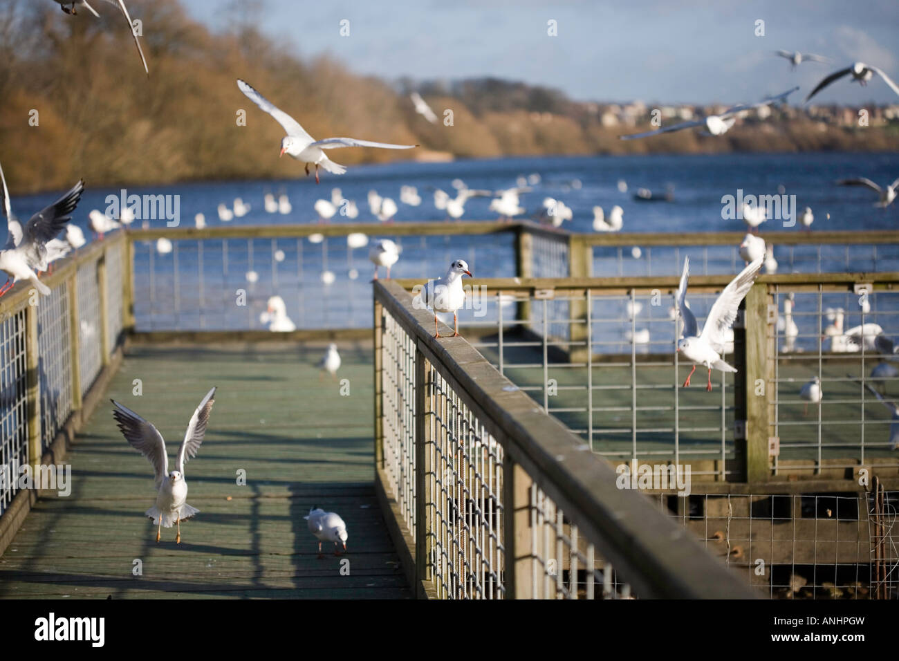 Seabirds in flight Stock Photo - Alamy