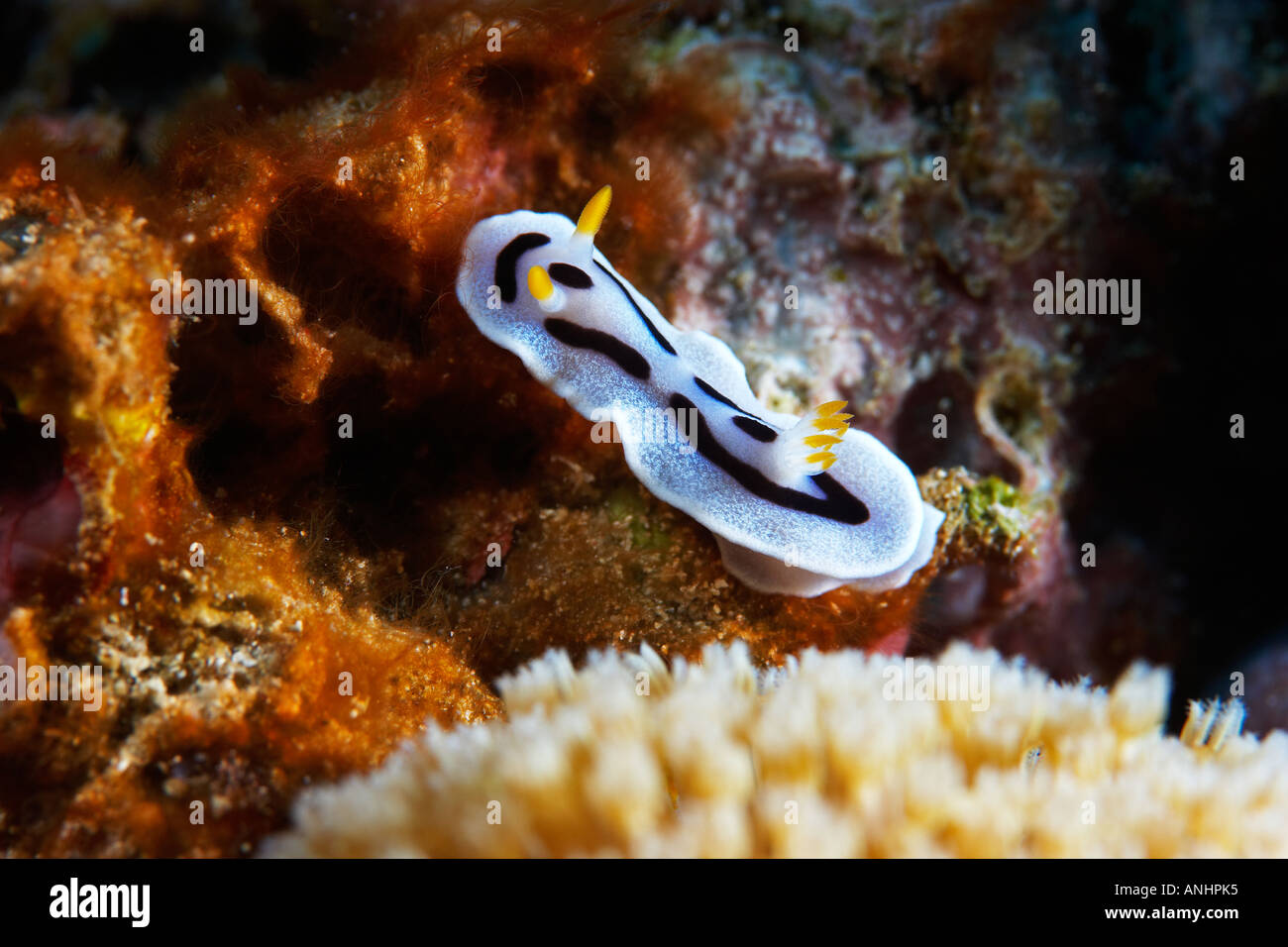 Chromodoris hi-res stock photography and images - Alamy