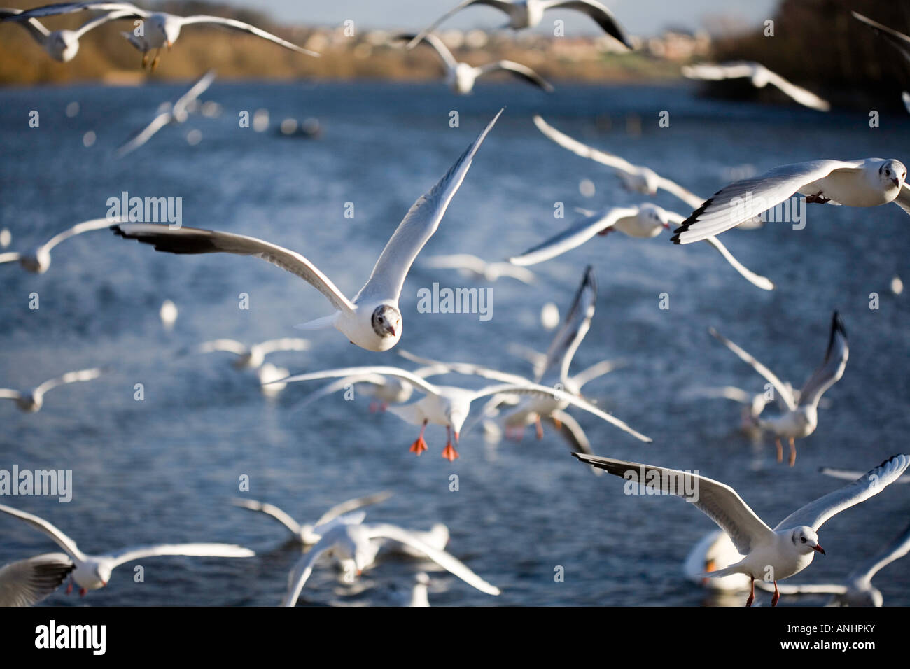 Seabirds in flight Stock Photo - Alamy