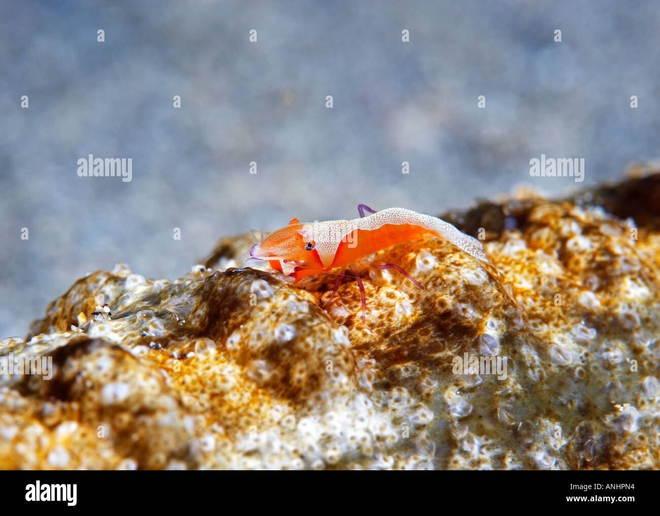 Emperor Shrimp Periclimenes imperator Lembeh Straits Northern Sulawesi ...