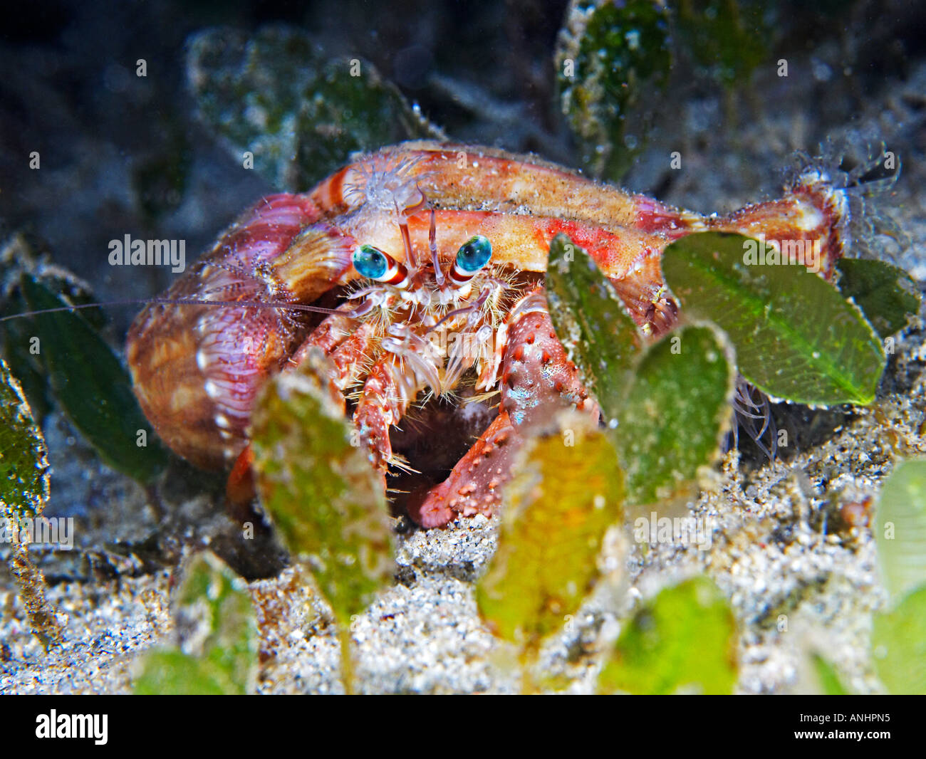 Anemone Hermit Crab Dardanus pedunculatus North Sulawesi Indonesia ...