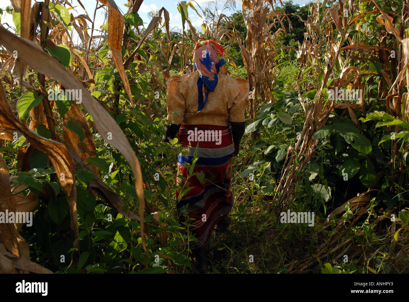 Enelesi Lamusi walks through her maize field in Balaka in southern ...