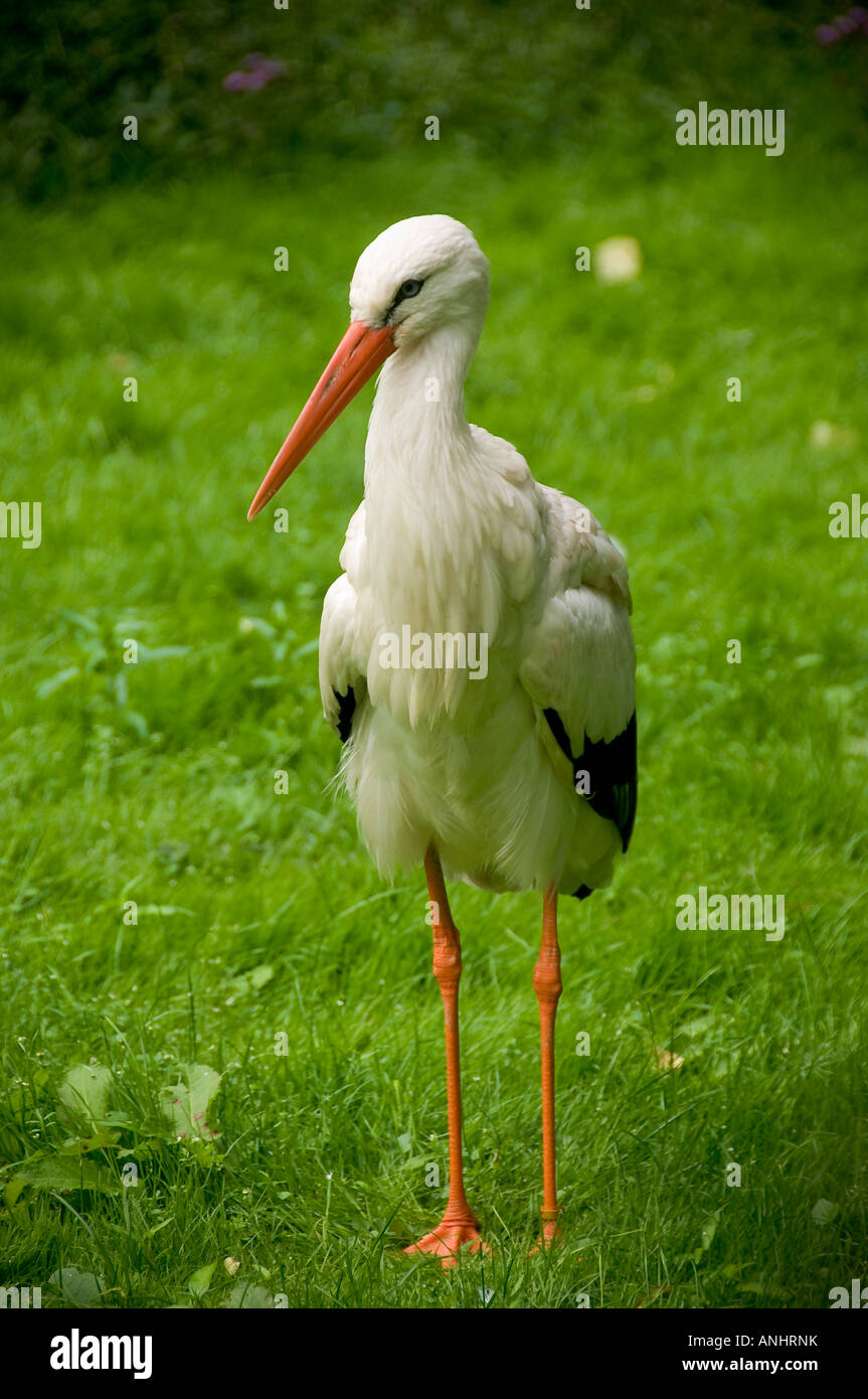 White Stork with its bright orange bill and legs. UK Stock Photo - Alamy