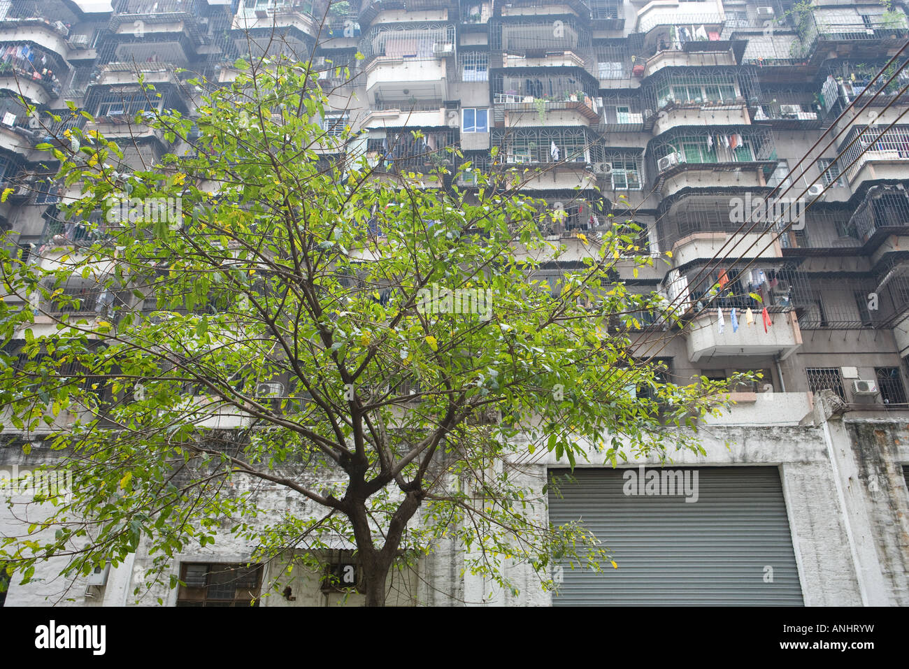 Apartment building and tree, low angle view Stock Photo - Alamy