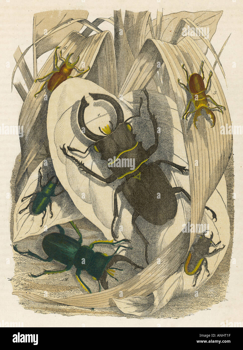 Family beetles hi-res stock photography and images - Alamy