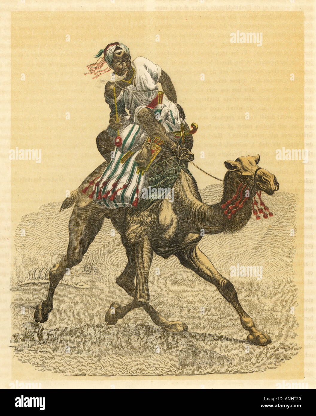 Camel animals hi-res stock photography and images - Alamy