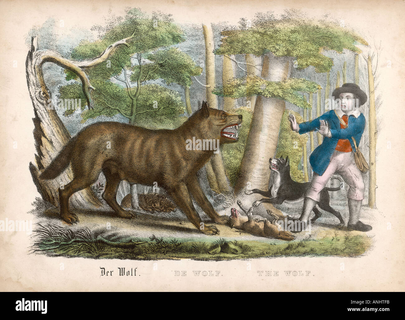 Wolves And People Stock Photo - Alamy