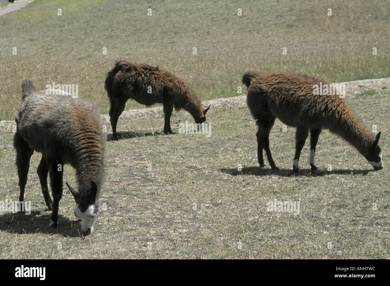 Lama glama hi-res stock photography and images - Alamy