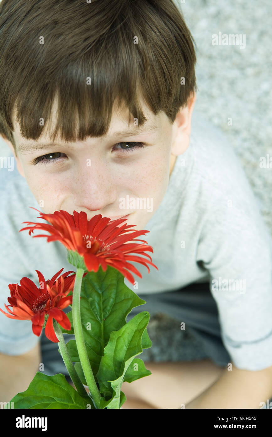 Boy smelling gerbera daisy, looking up at camera Stock Photo - Alamy