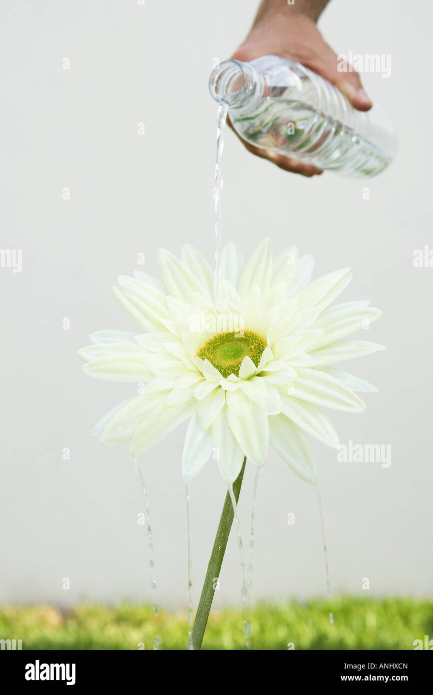 Hand pouring bottled water on flower, cropped view Stock Photo - Alamy