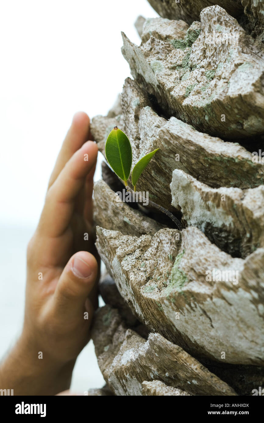 Hand touching leaf growing out of tree trunk, close-up Stock Photo - Alamy